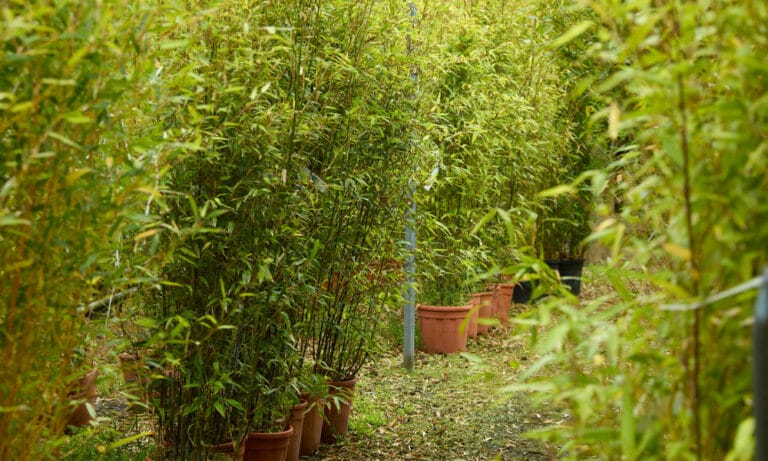 Bamboos | Greenfingers Nurseries